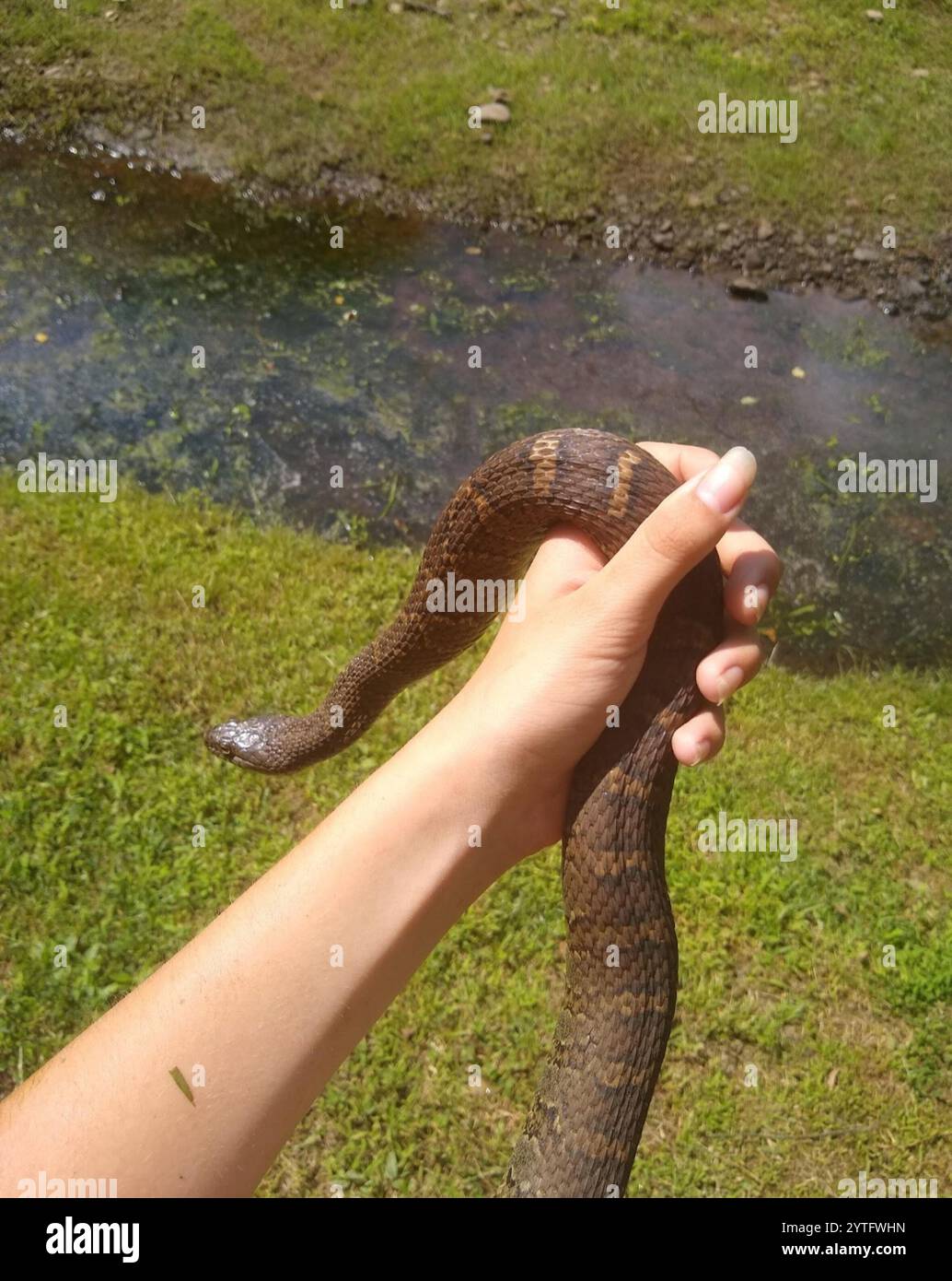 Common Watersnake (Nerodia sipedon Stock Photo - Alamy