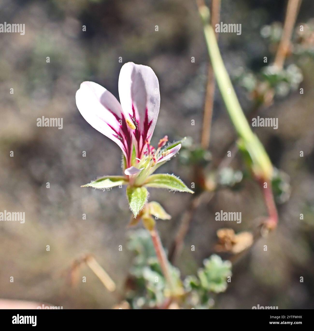 Velvet Storksbill (Pelargonium candicans Stock Photo - Alamy
