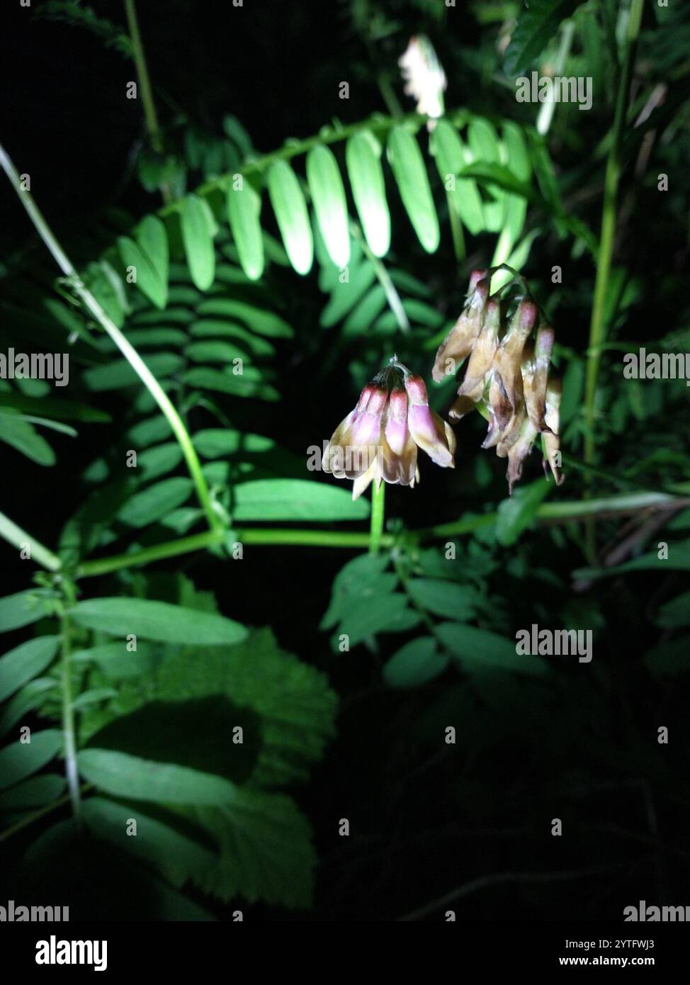 giant vetch (Vicia gigantea Stock Photo - Alamy