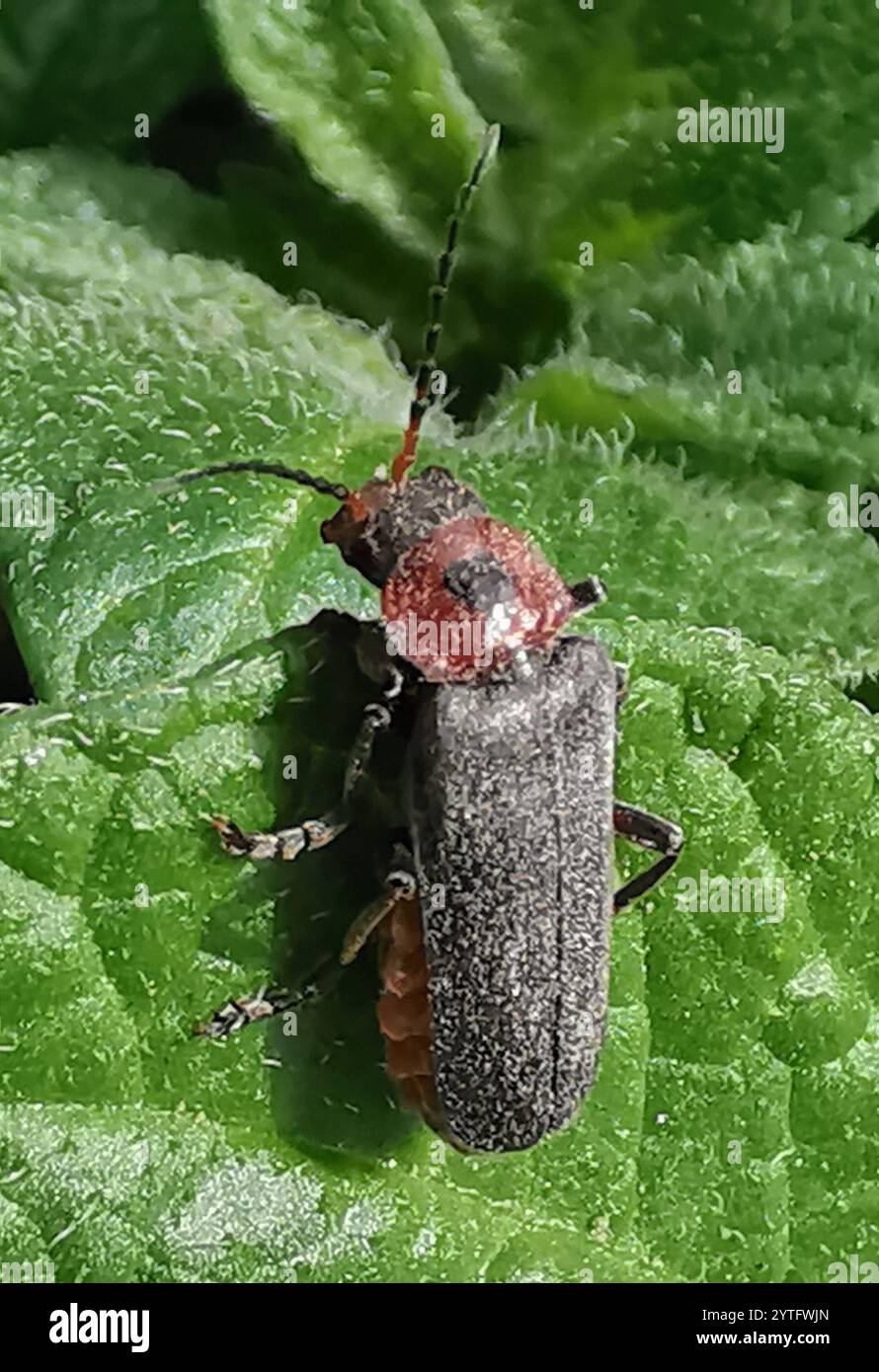 Rustic Sailor Beetle (Cantharis rustica Stock Photo - Alamy