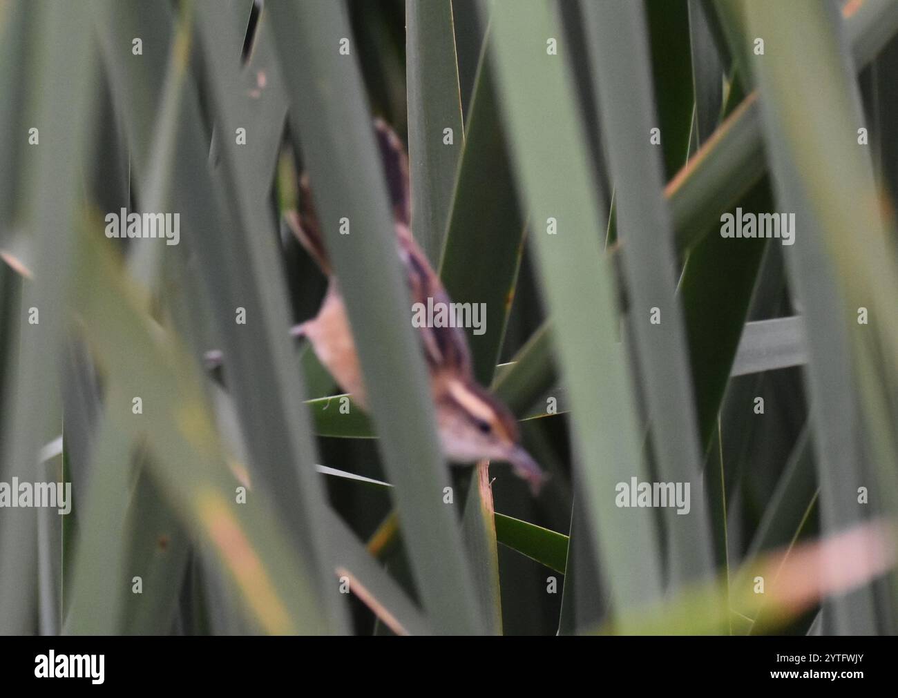 Phleocryptes melanops hi-res stock photography and images - Alamy