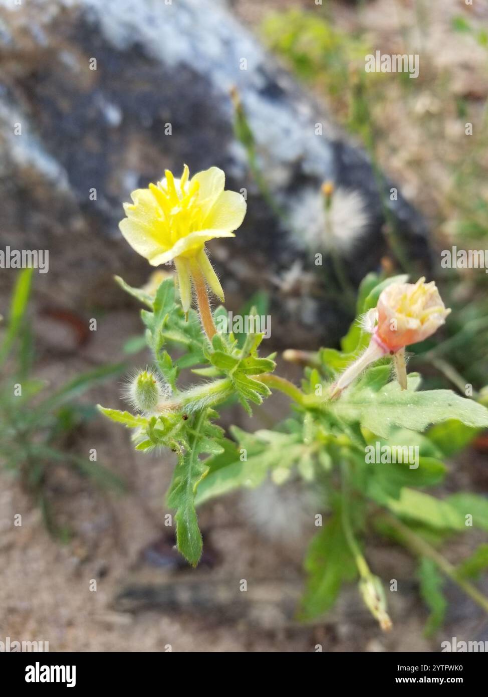 cutleaf evening primrose (Oenothera laciniata Stock Photo - Alamy