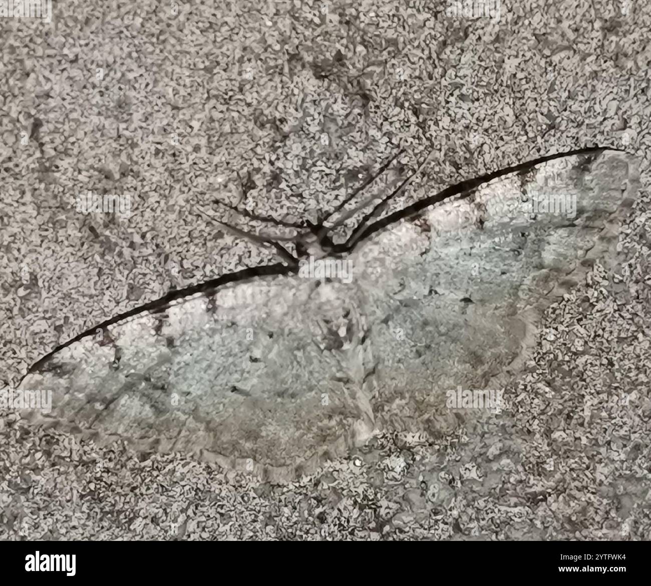Grey birch moth hi-res stock photography and images - Alamy