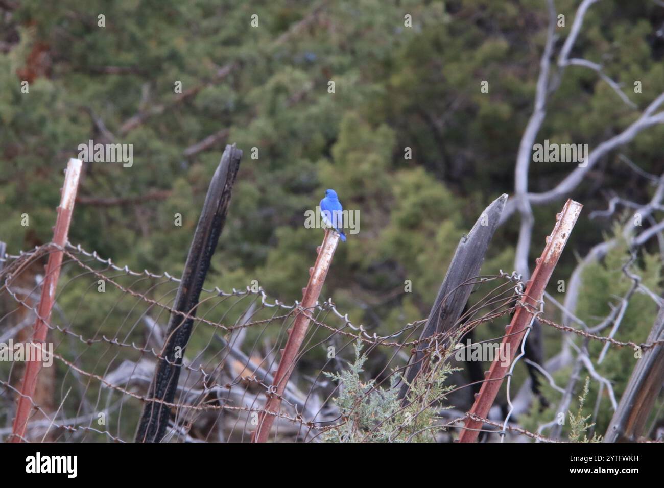Mountain Bluebird (Sialia currucoides Stock Photo - Alamy
