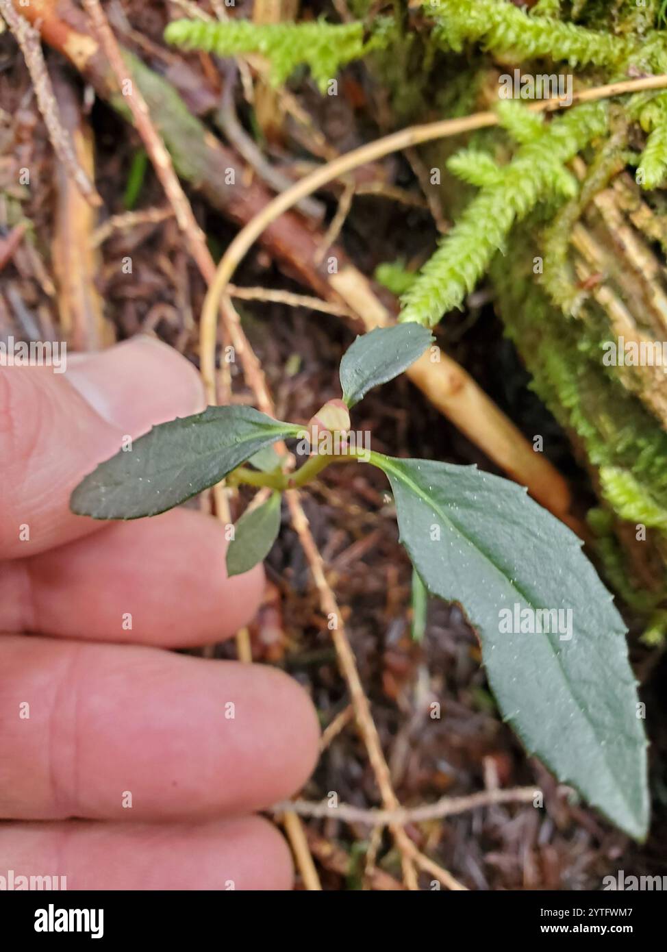 Little Prince's Pine (Chimaphila menziesii Stock Photo - Alamy