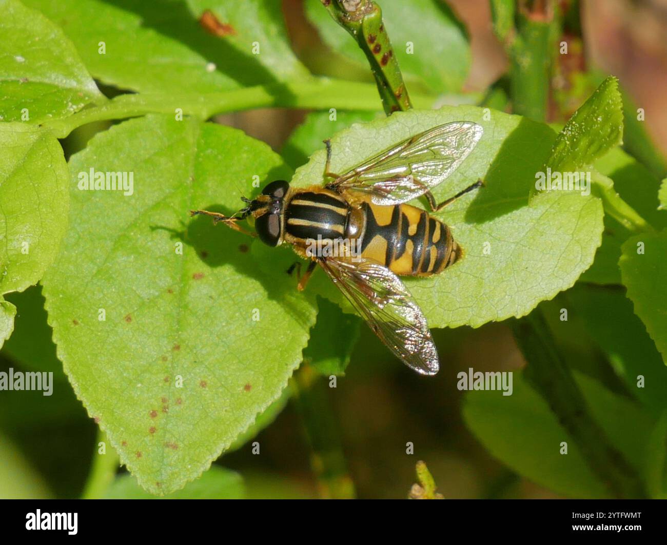 Sun Fly (Helophilus pendulus Stock Photo - Alamy