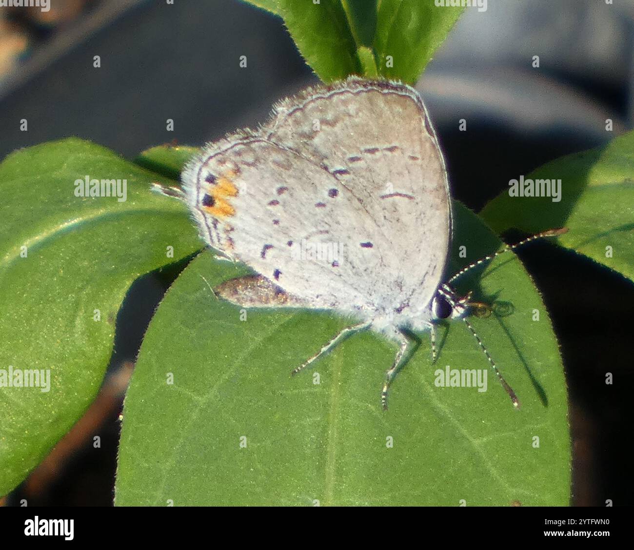 Eastern Tailed-Blue (Cupido comyntas Stock Photo - Alamy