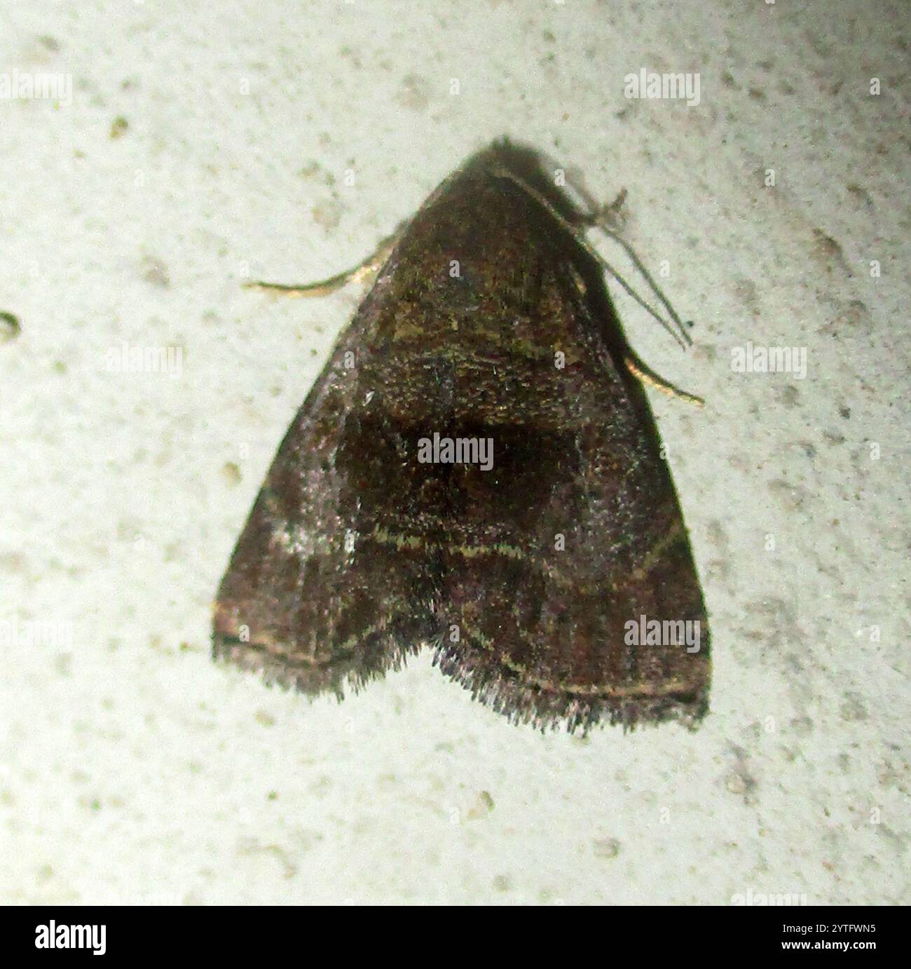 Underwing, Tiger, Tussock, and Allied Moths (Erebidae Stock Photo - Alamy