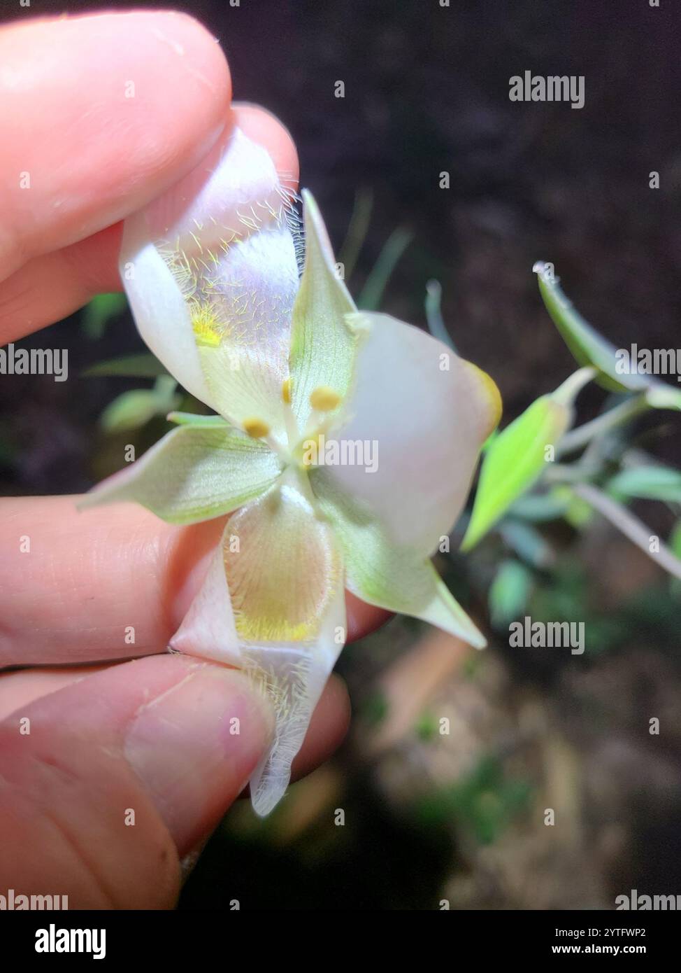 White Globe Lily (Calochortus albus Stock Photo - Alamy
