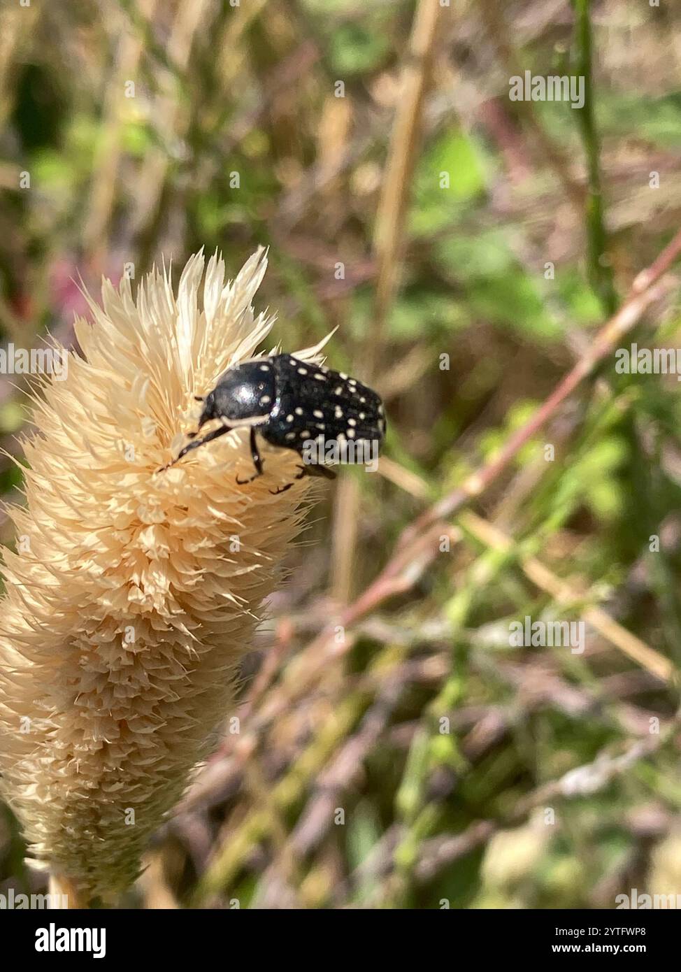 Middle Eastern Flower Scarab (Oxythyrea cinctella Stock Photo - Alamy