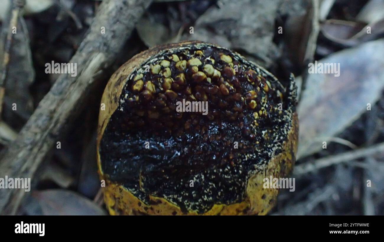 Dyeball (Pisolithus arhizus Stock Photo - Alamy