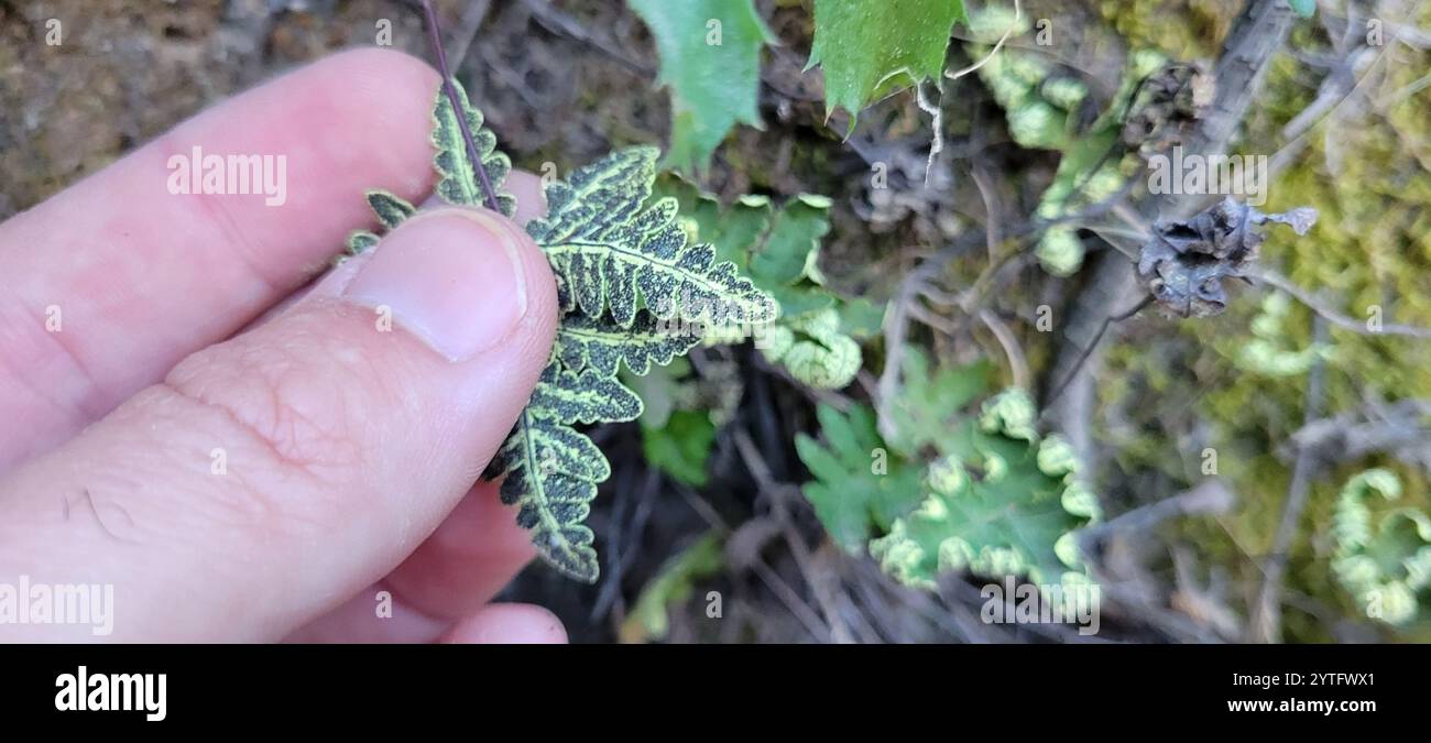 (Pentagramma triangularis triangularis Stock Photo - Alamy
