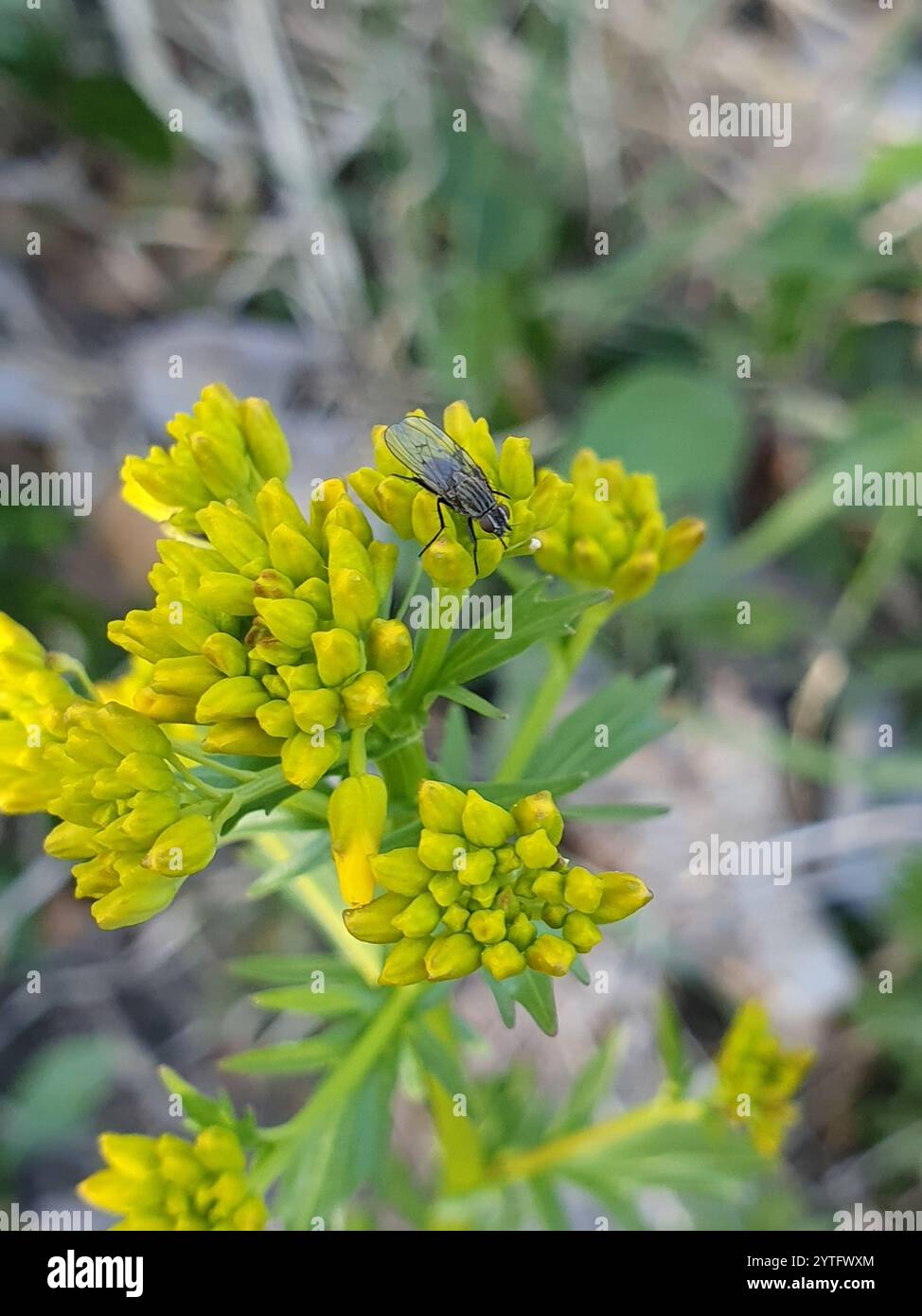 Root-maggot Flies (Anthomyiidae Stock Photo - Alamy