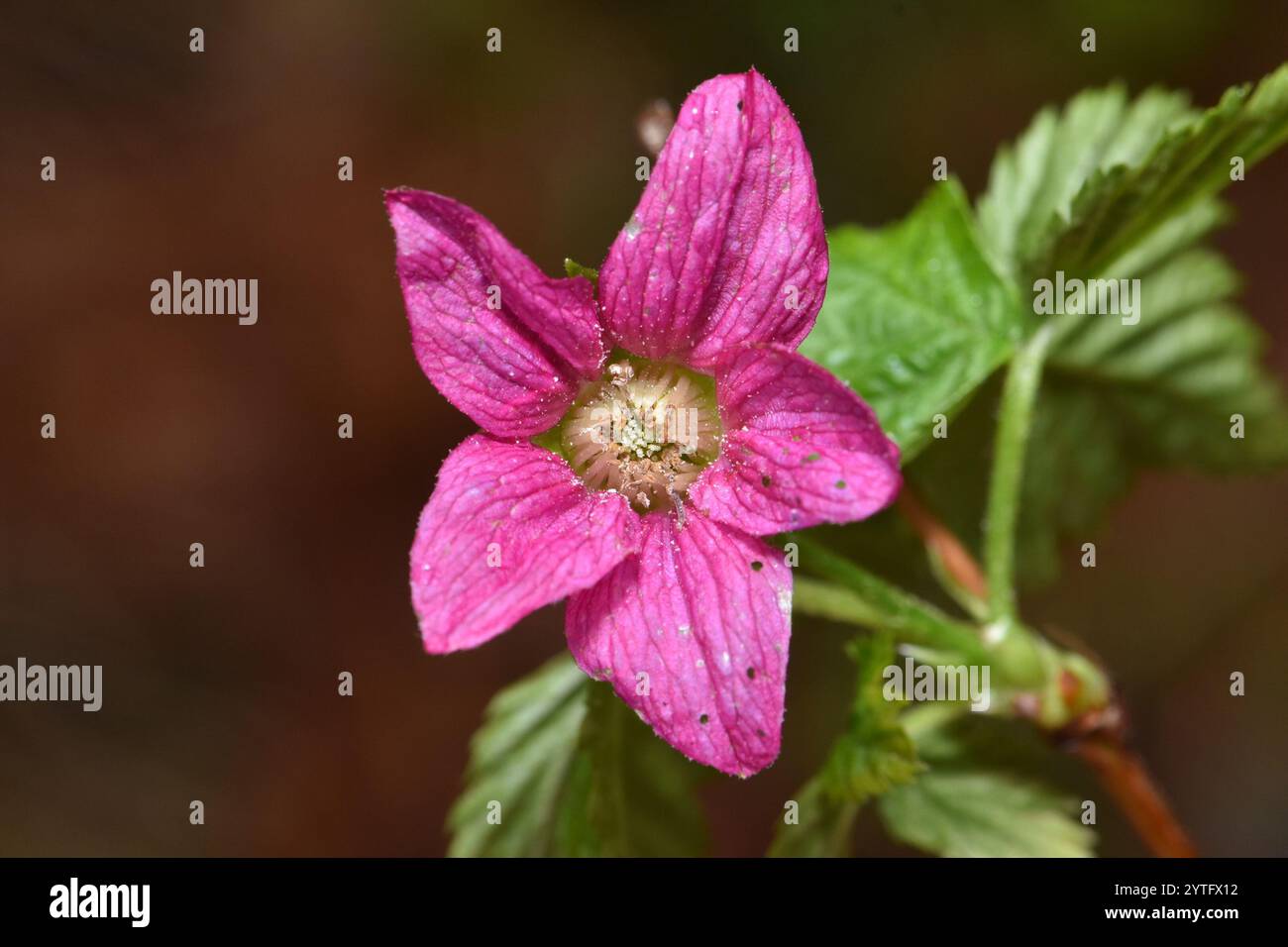 Salmonberry (Rubus spectabilis Stock Photo - Alamy