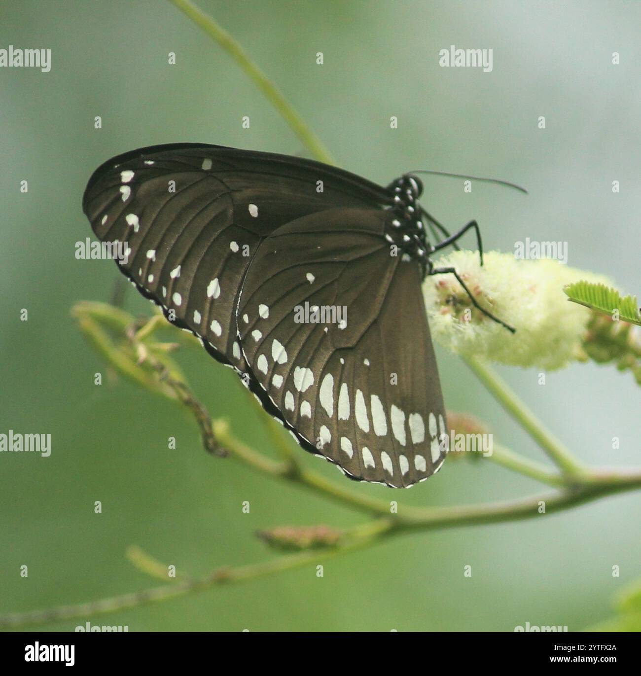 Common Crow Butterfly (Euploea core Stock Photo - Alamy