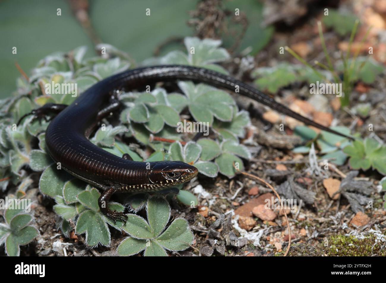 Tetradactylus seps hi-res stock photography and images - Alamy