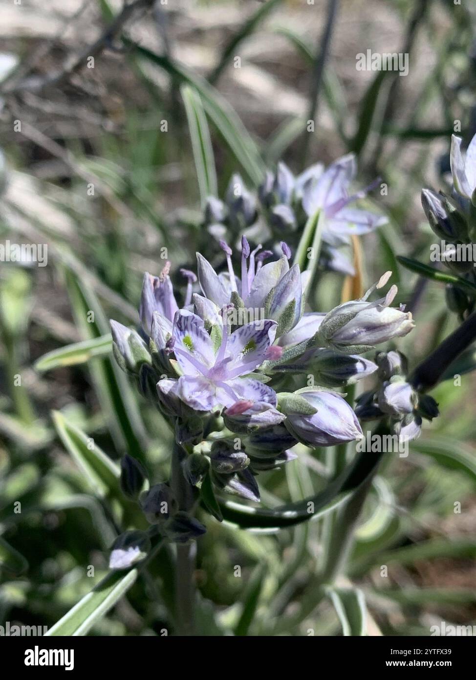 whitestem frasera (Frasera albicaulis Stock Photo - Alamy