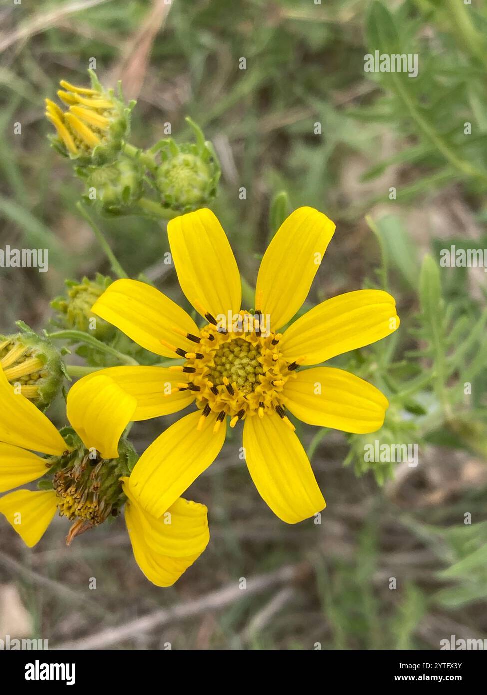 Engelmann daisy hi-res stock photography and images - Alamy