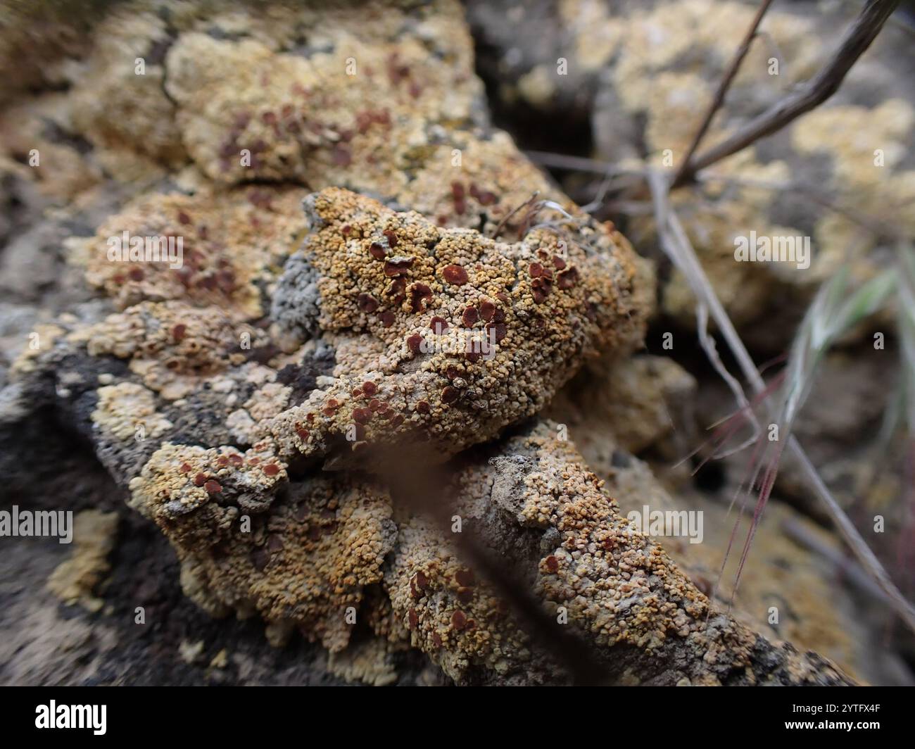 Desert Sulphur Lichen (Gyalolechia desertorum Stock Photo - Alamy