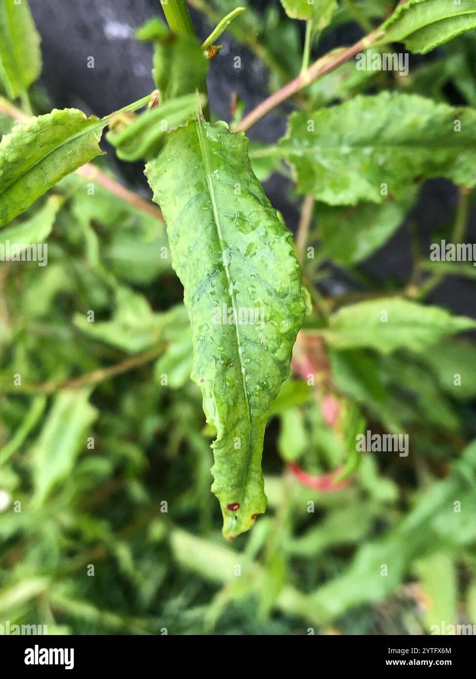Clustered Dock (Rumex conglomeratus Stock Photo - Alamy