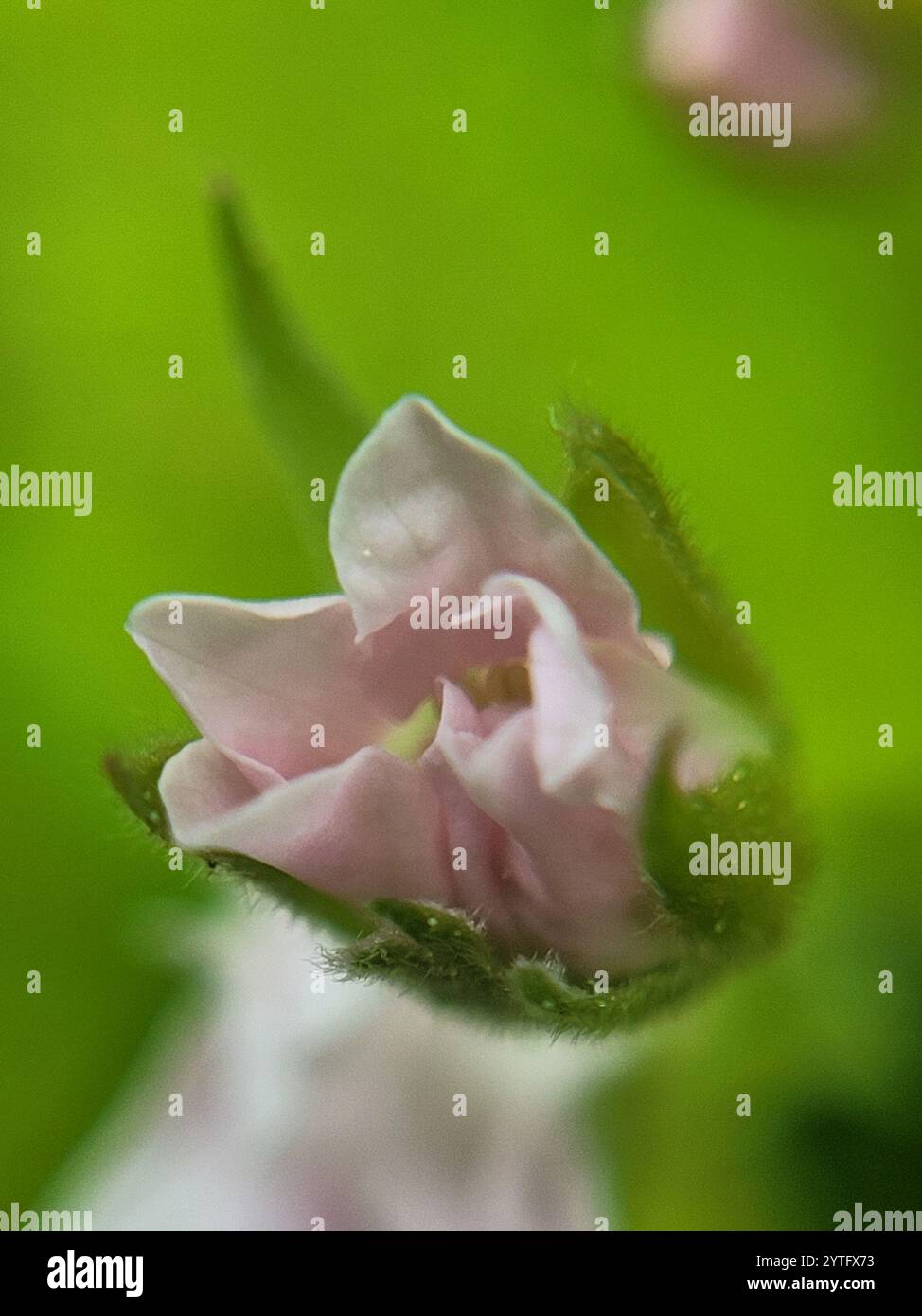 Arctic raspberry (Rubus arcticus Stock Photo - Alamy