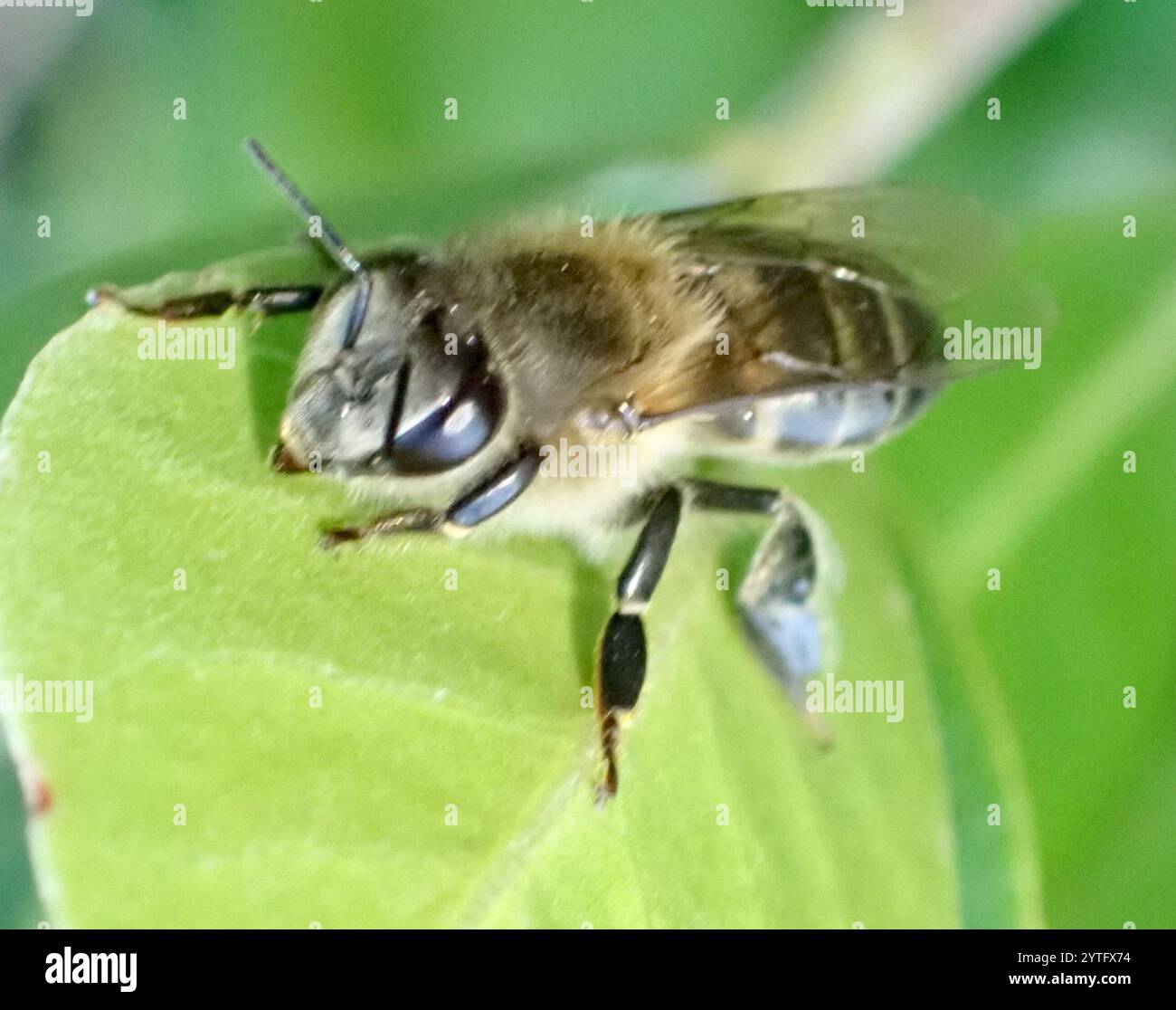 Cape Honey Bee (Apis mellifera capensis Stock Photo - Alamy