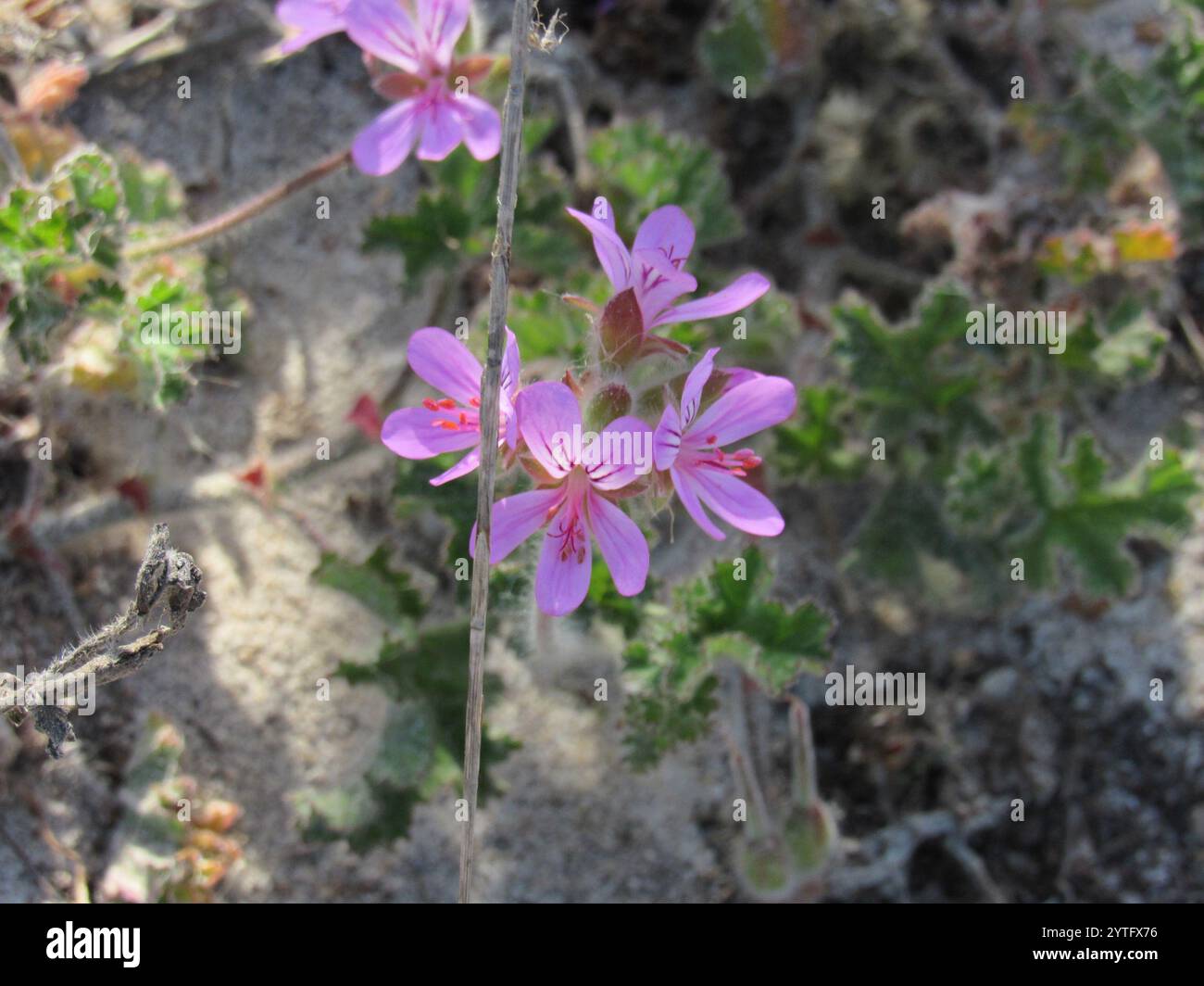rose-scented geranium (Pelargonium capitatum Stock Photo - Alamy