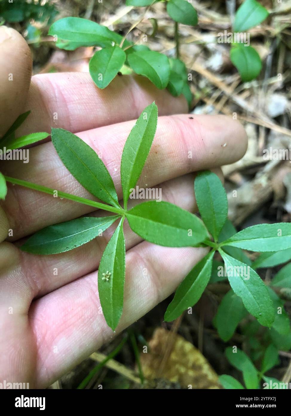 fragrant bedstraw (Galium triflorum Stock Photo - Alamy