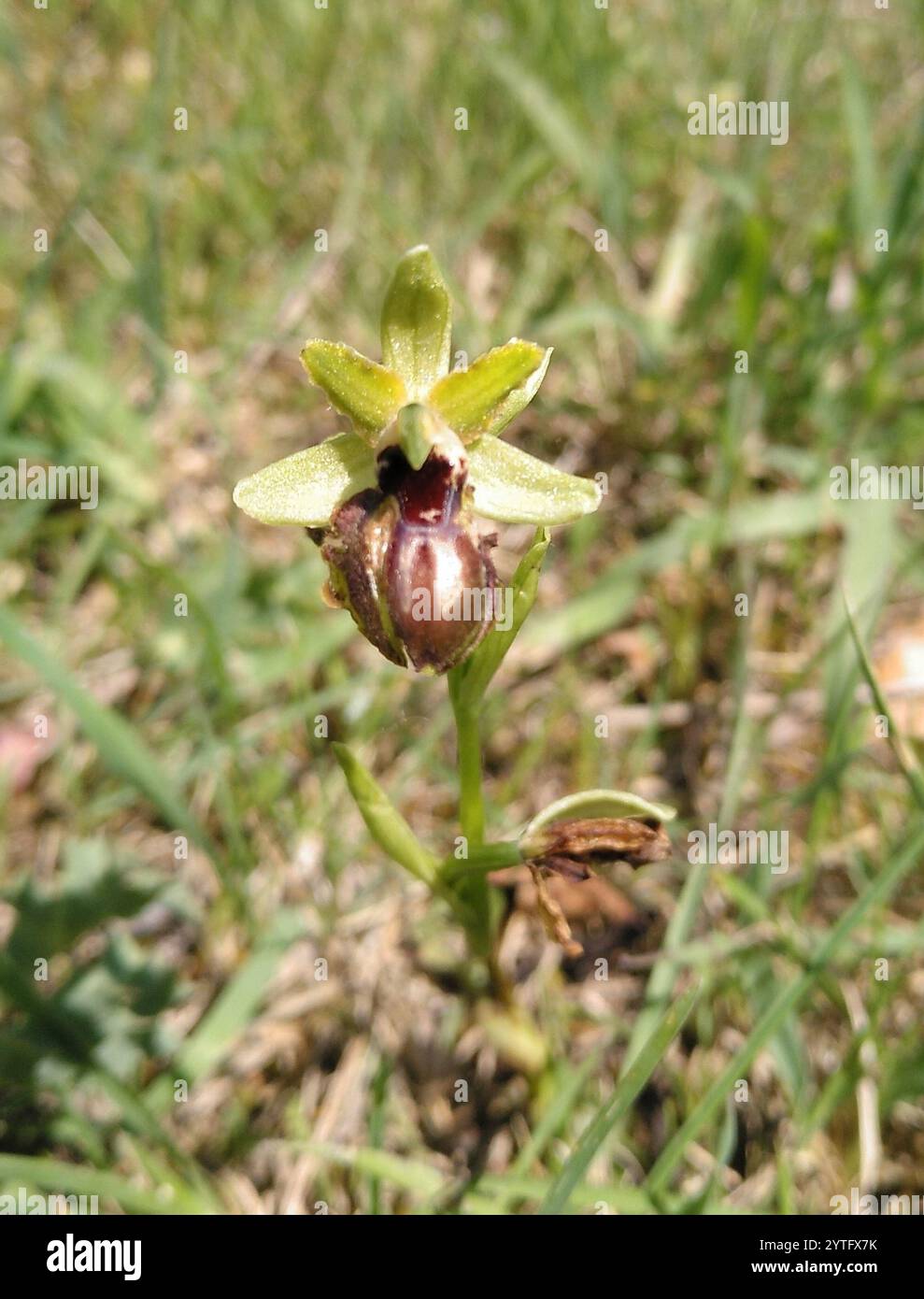 Early Spider-orchid (Ophrys sphegodes Stock Photo - Alamy