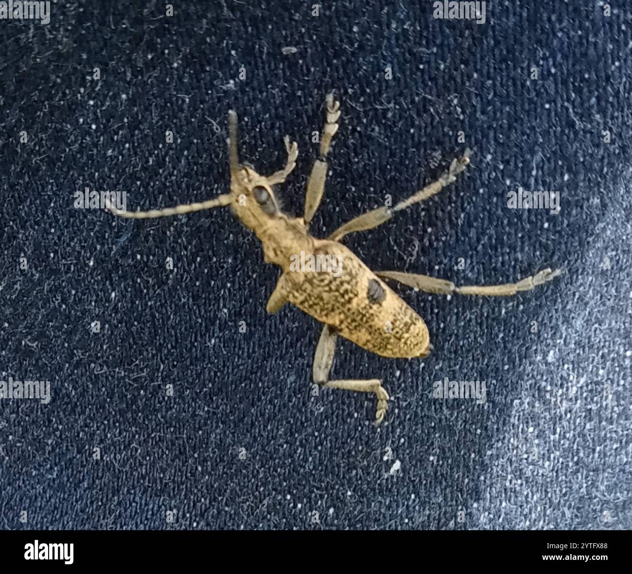 Blackspotted Longhorn Beetle (Rhagium mordax Stock Photo - Alamy