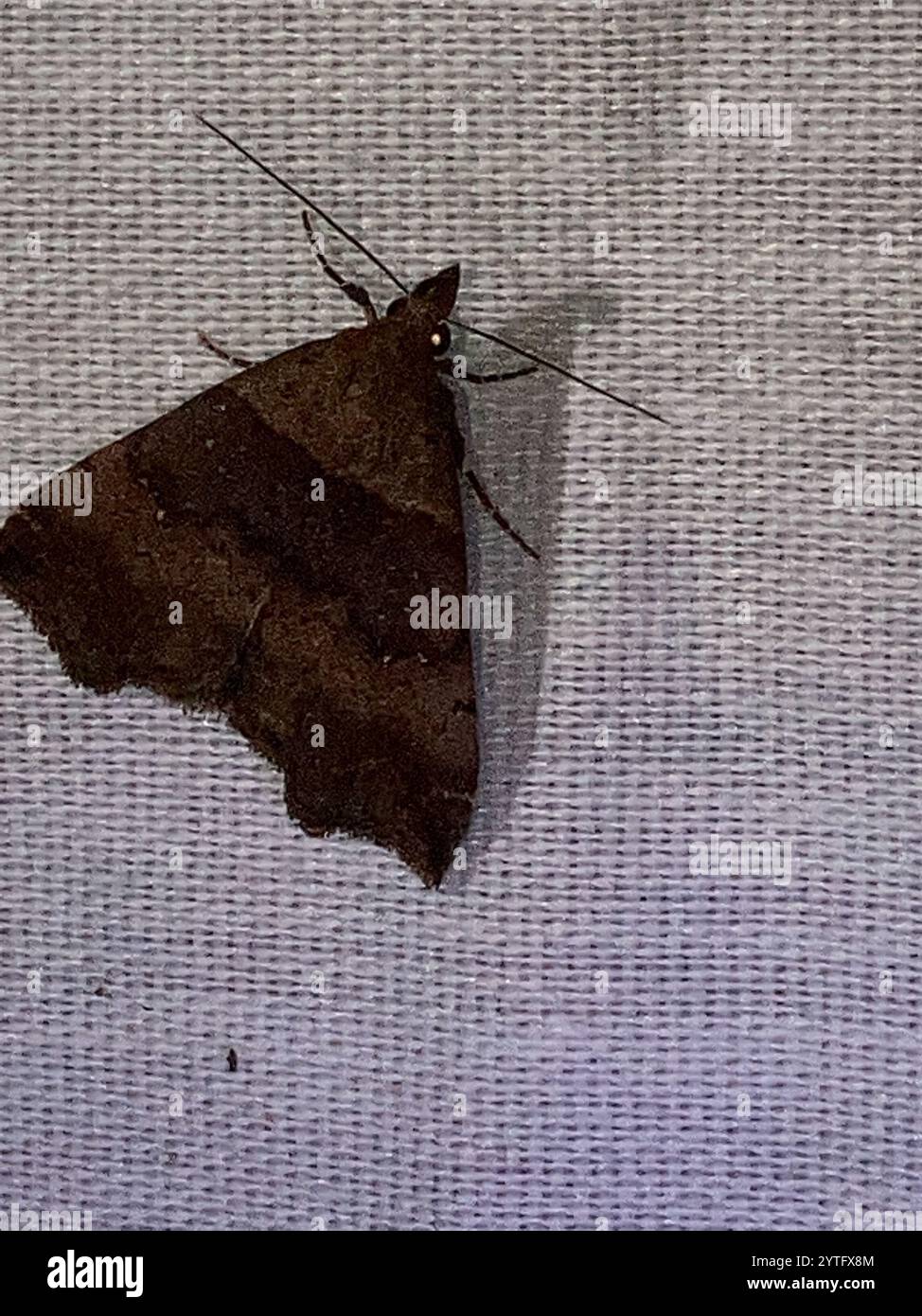 Ambiguous Moth (Lascoria ambigualis Stock Photo - Alamy