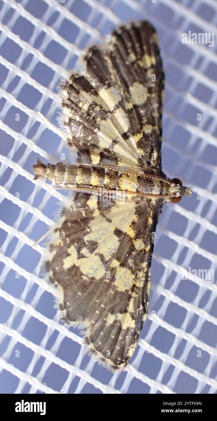 Yellow Blotched Pearl Moth (Eurrhyparodes bracteolalis Stock Photo - Alamy