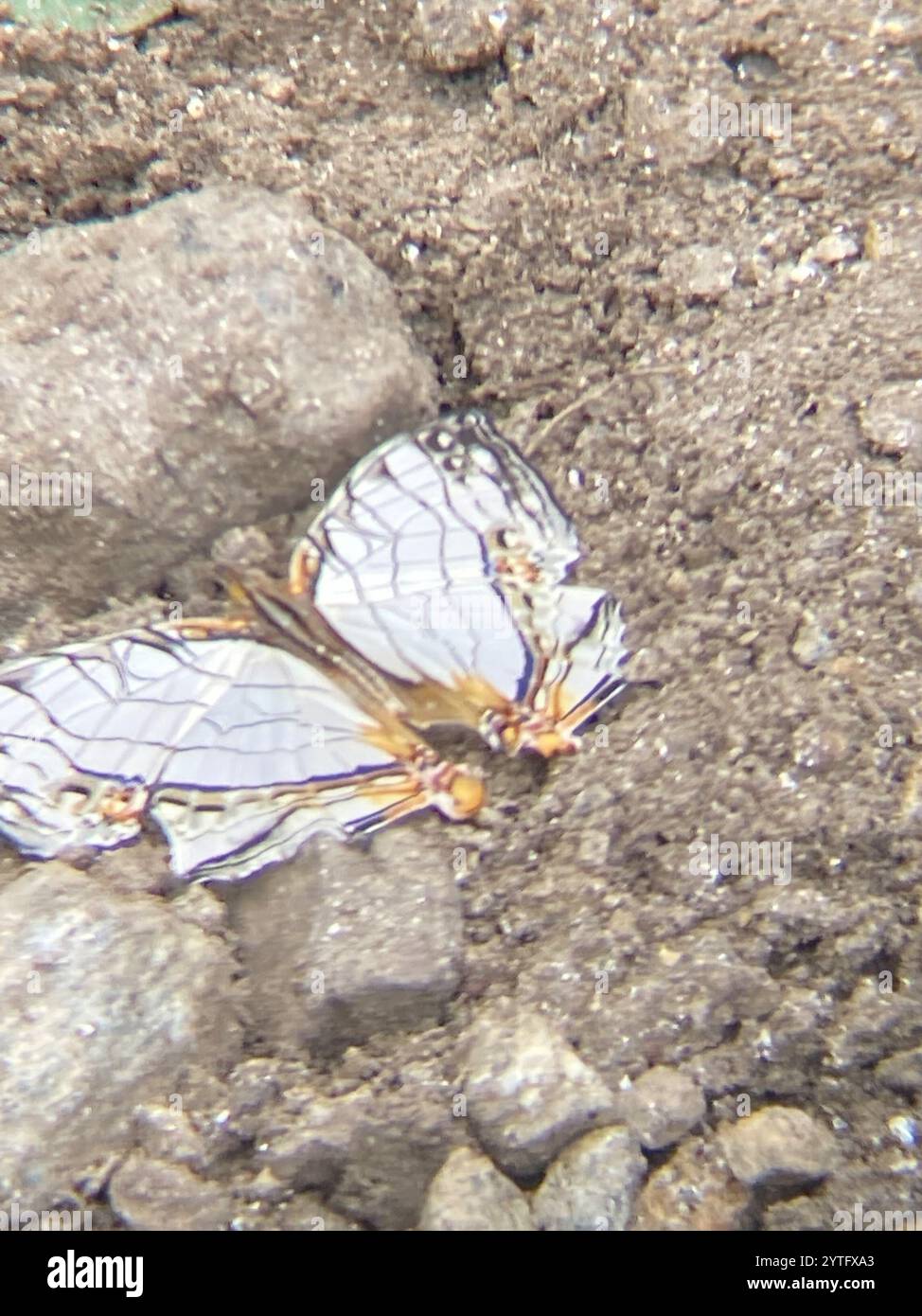 Common Mapwing (Cyrestis thyodamas Stock Photo - Alamy