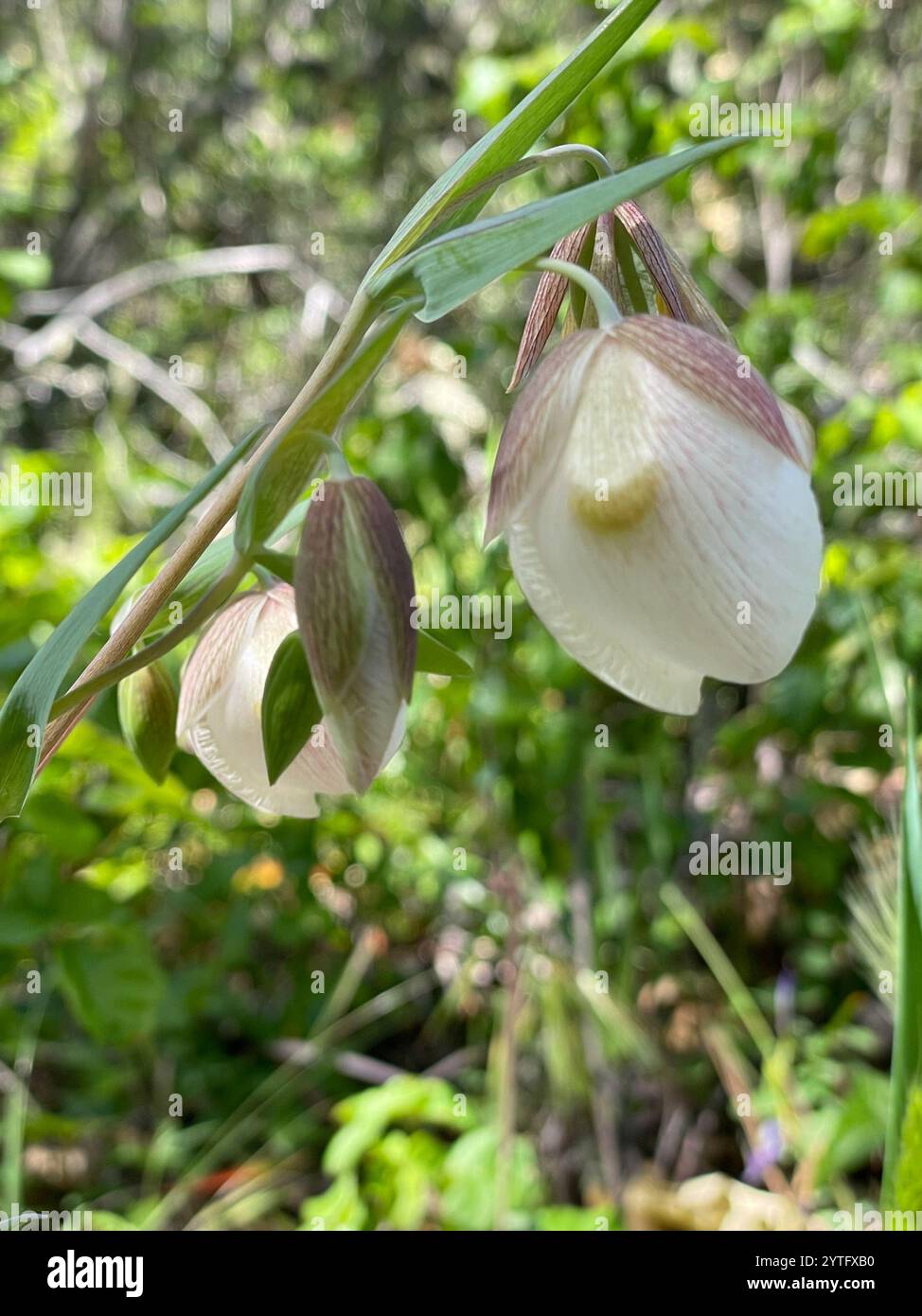 White Globe Lily (Calochortus albus Stock Photo - Alamy