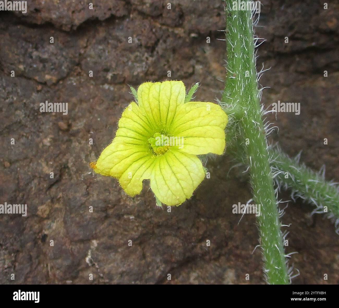 Small Wild Cucumber (Cucumis africanus Stock Photo - Alamy