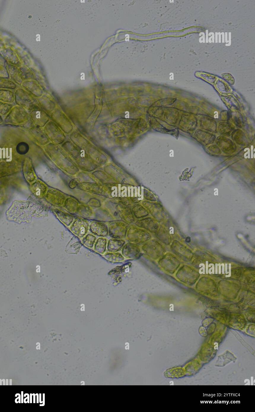 Spiny Threadwort (Cephaloziella spinigera Stock Photo - Alamy