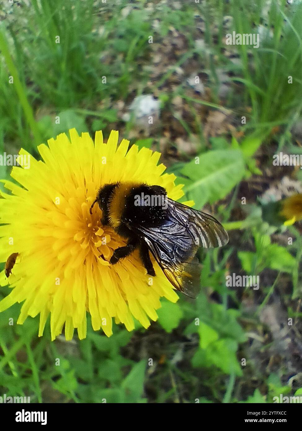 Bohemian Cuckoo Bumble bee (Bombus bohemicus Stock Photo - Alamy
