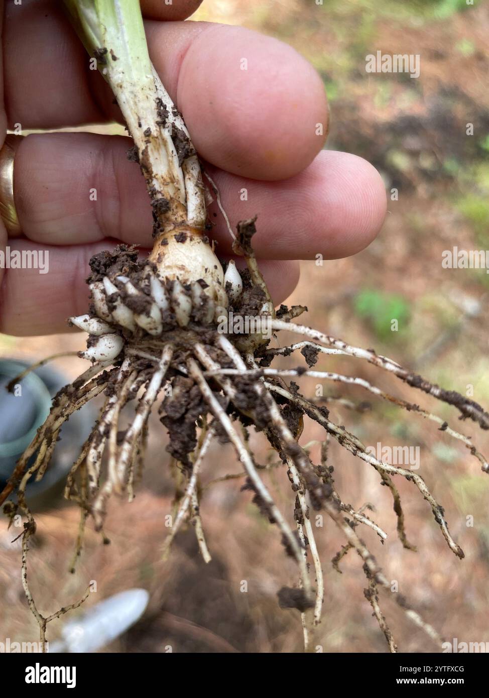 Onion Weed (Nothoscordum gracile Stock Photo - Alamy