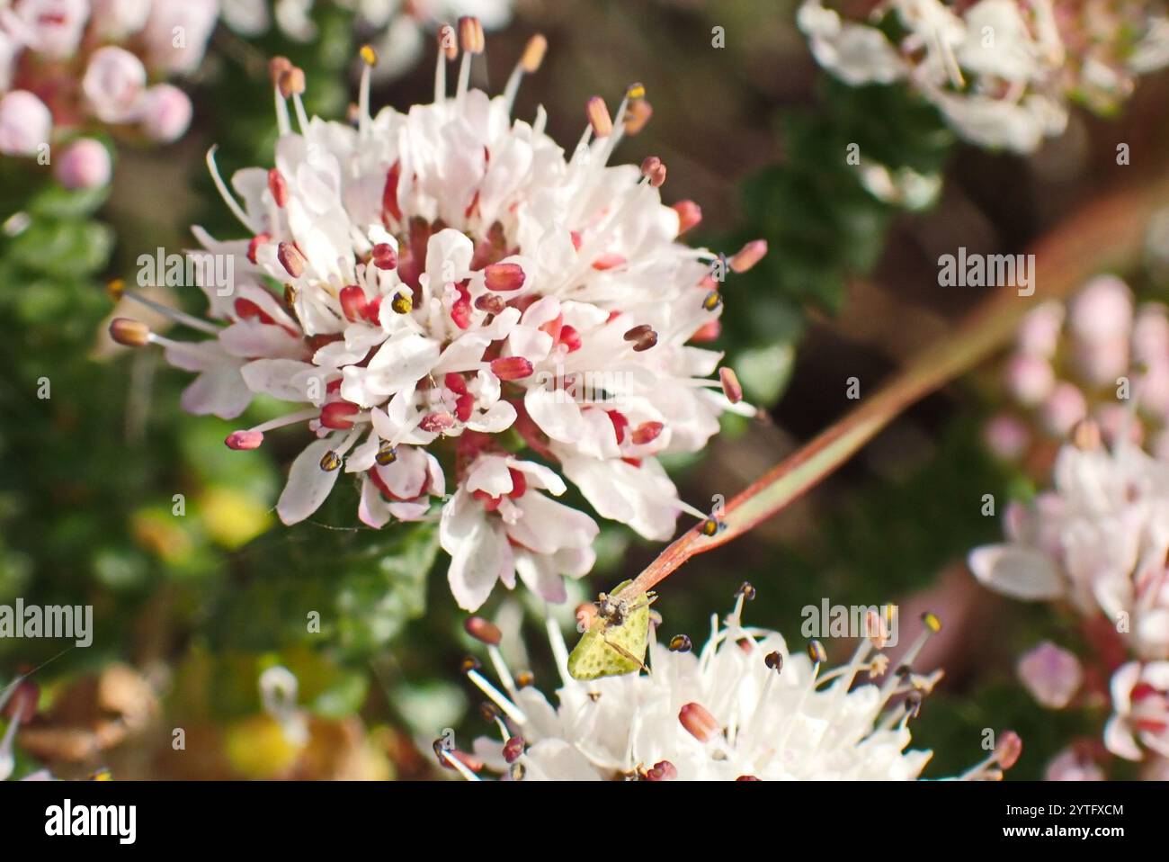 Heart Buchu (Agathosma muirii Stock Photo - Alamy