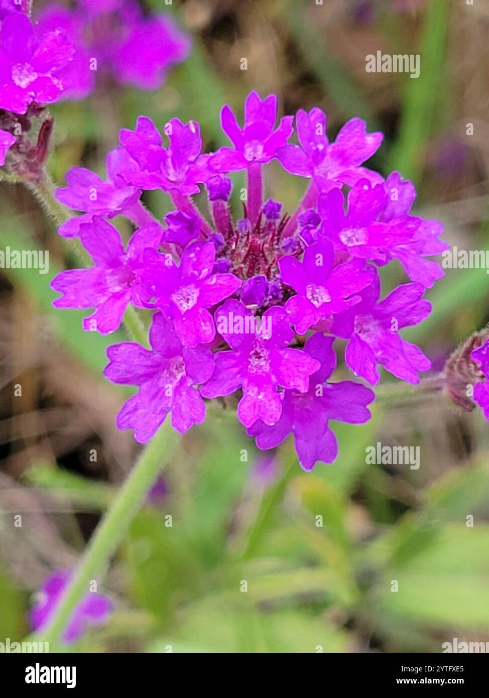 Slender Vervain (Verbena rigida Stock Photo - Alamy