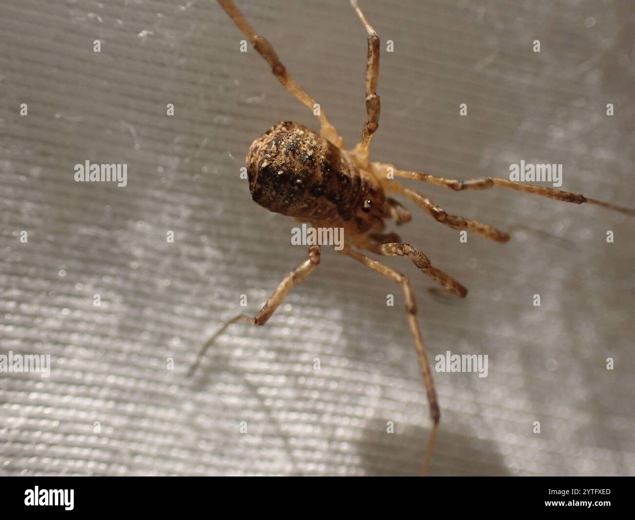 Protolophus hi-res stock photography and images - Alamy
