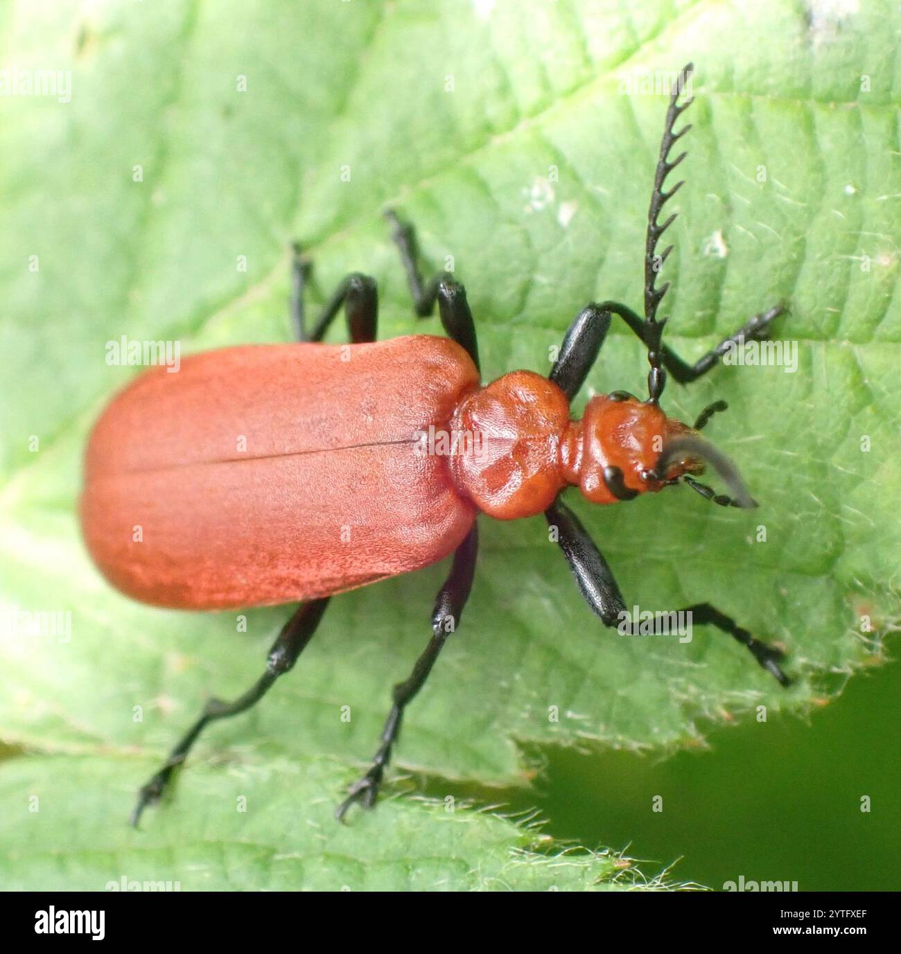 Common Cardinal Beetle (Pyrochroa serraticornis Stock Photo - Alamy