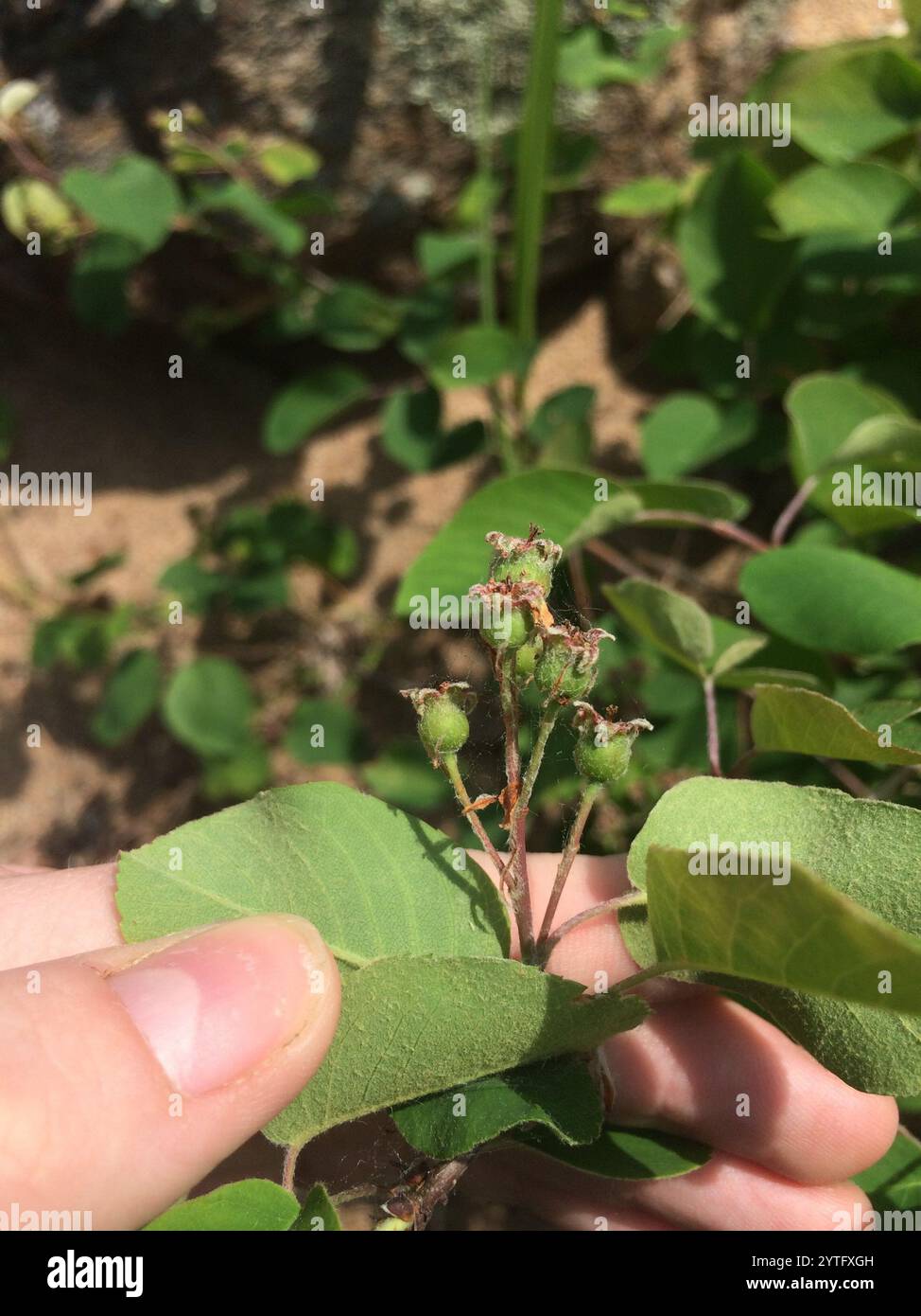 Low Serviceberry (Amelanchier humilis Stock Photo - Alamy