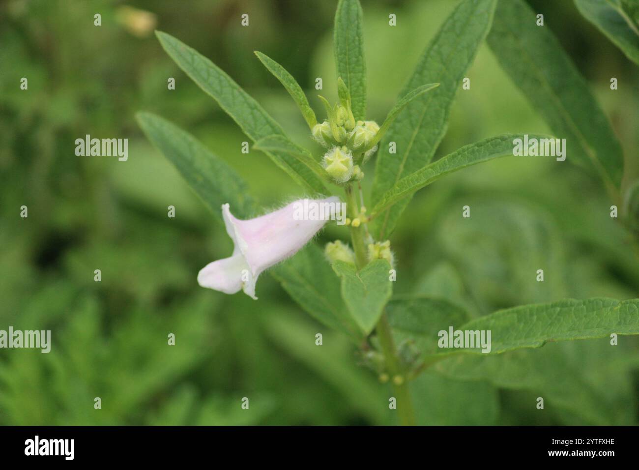 Sesame (Sesamum indicum Stock Photo - Alamy