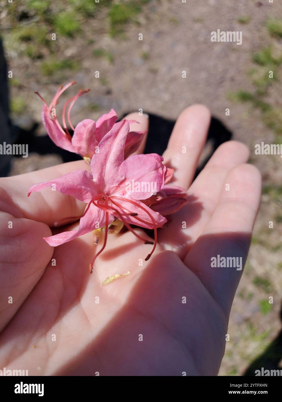early azalea (Rhododendron prinophyllum Stock Photo - Alamy