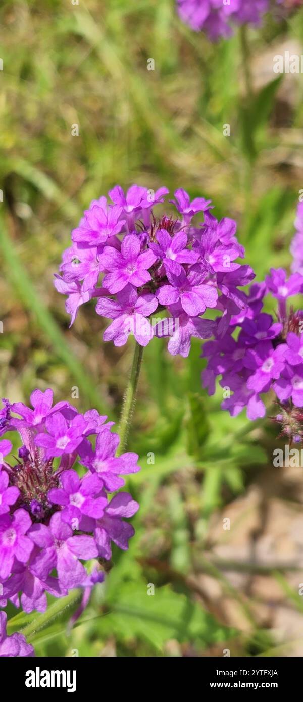 Slender Vervain (Verbena rigida Stock Photo - Alamy