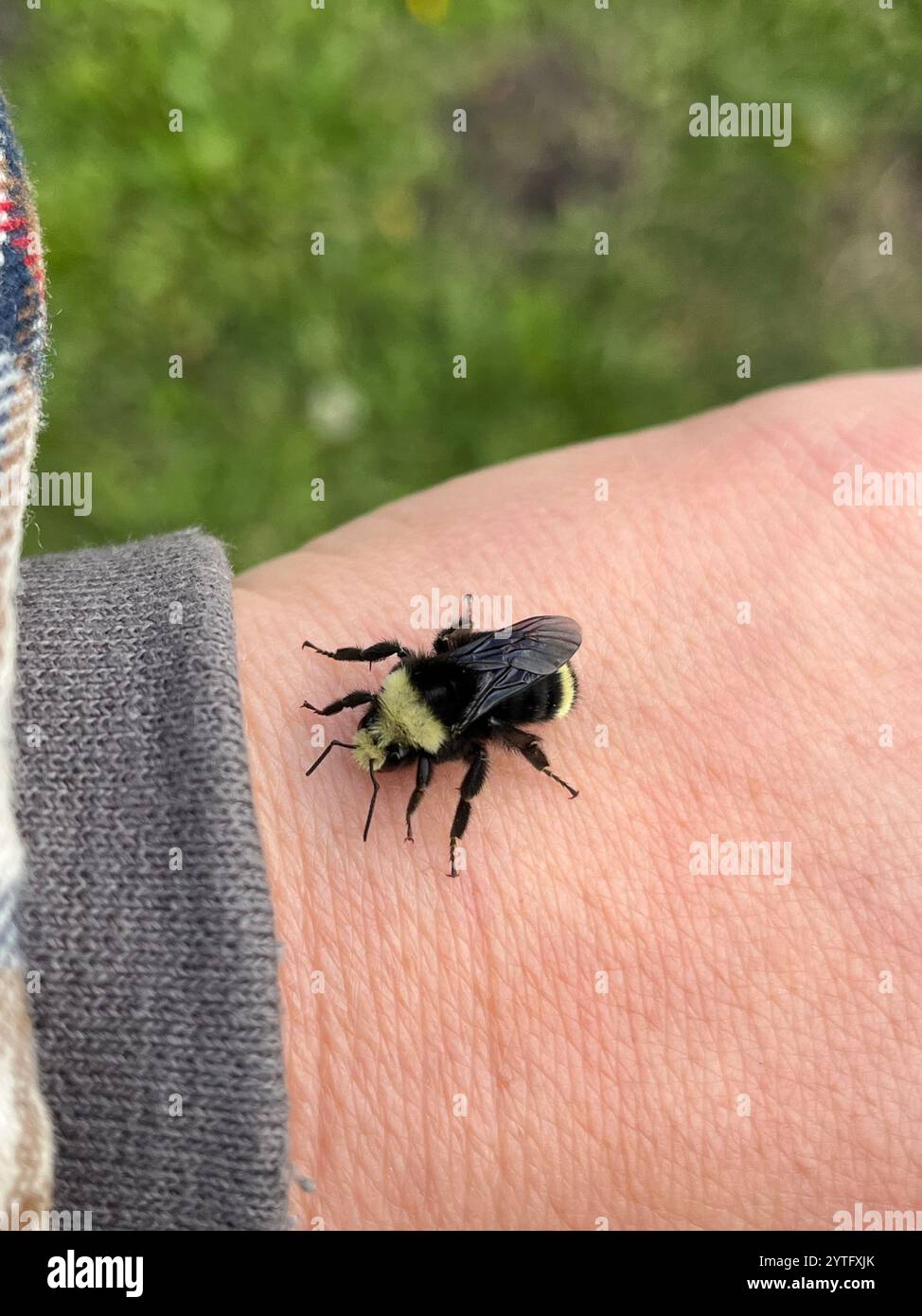 Yellow-faced Bumble Bee (Bombus vosnesenskii Stock Photo - Alamy