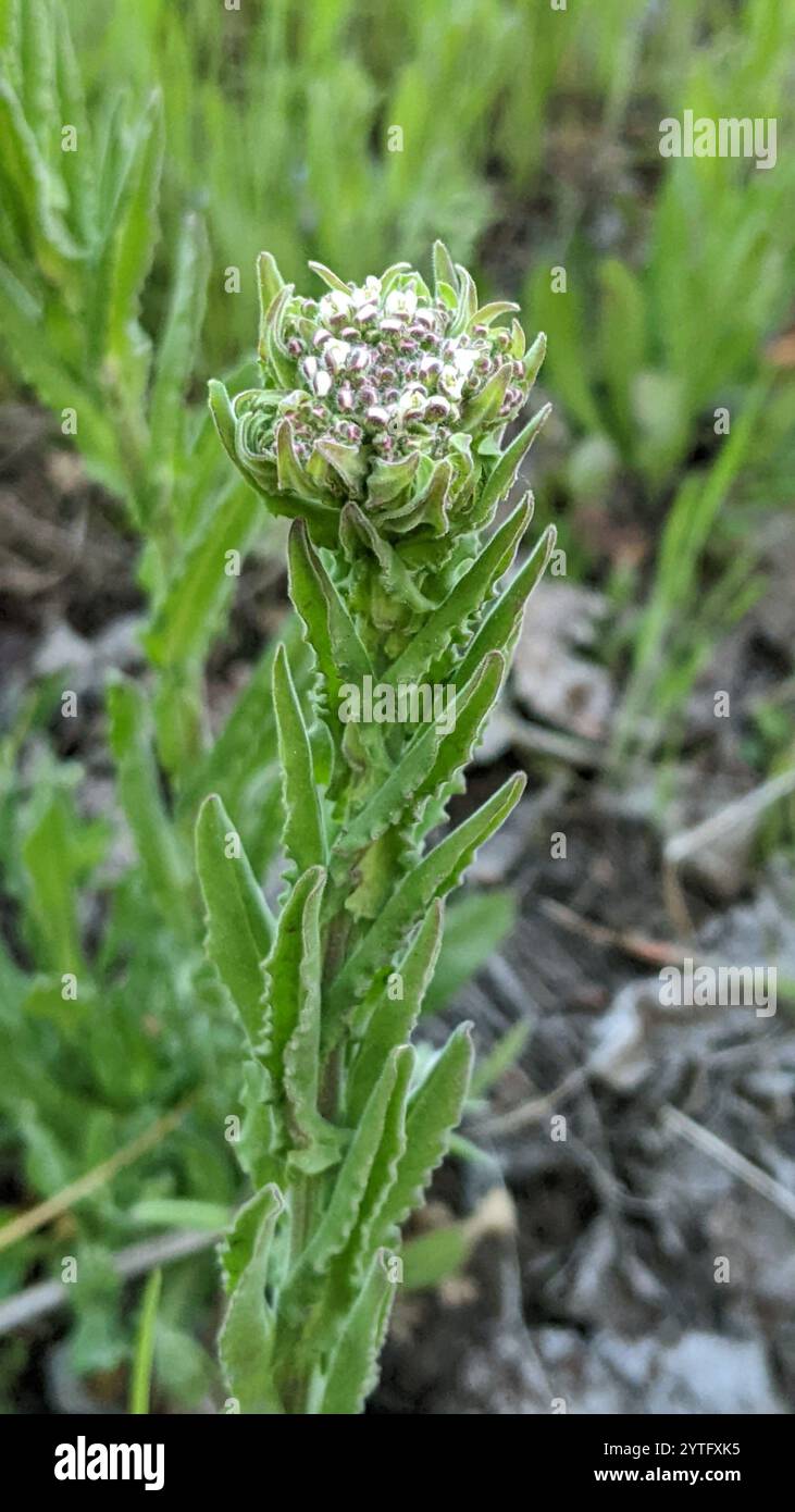 field peppergrass (Lepidium campestre Stock Photo - Alamy