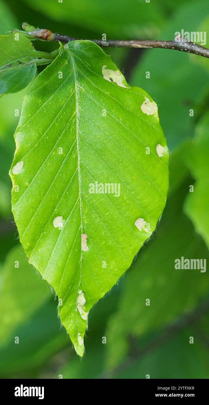 Acalitus hi-res stock photography and images - Alamy