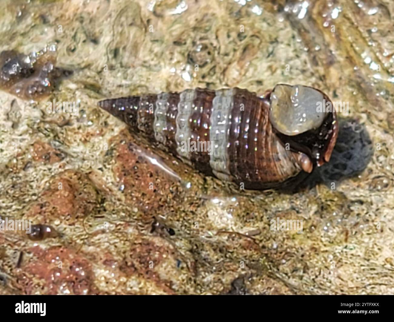 West Indian False Cerith (Lampanella minima Stock Photo - Alamy